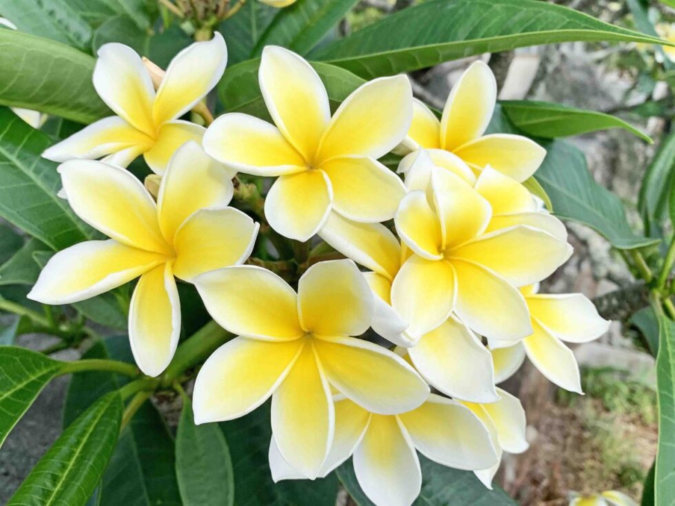 Best Plants and Trees to Plant in Oahu - Landscaping Oahu | Tree ...